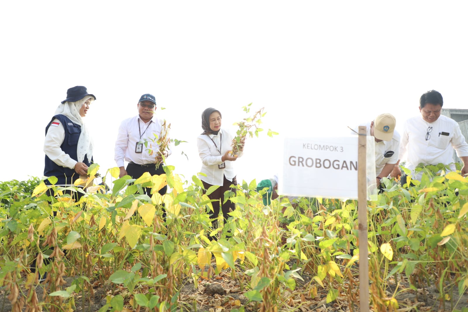 Rektor dan Gubernur Lampung Panen Perdana Kedelai di Kebun Percobaan FP - Universitas Lampung