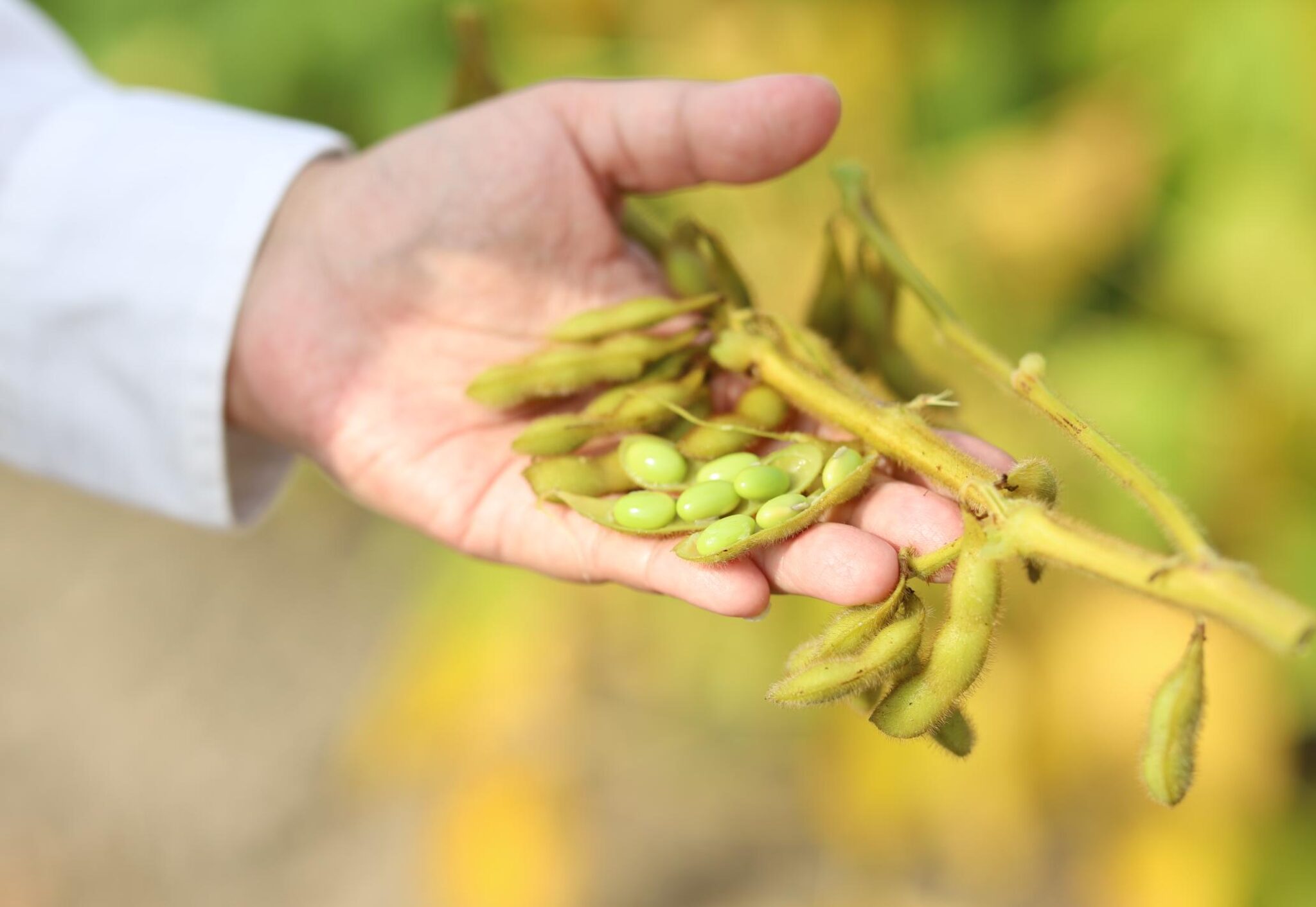 Rektor dan Gubernur Lampung Panen Perdana Kedelai di Kebun Percobaan FP - Universitas Lampung