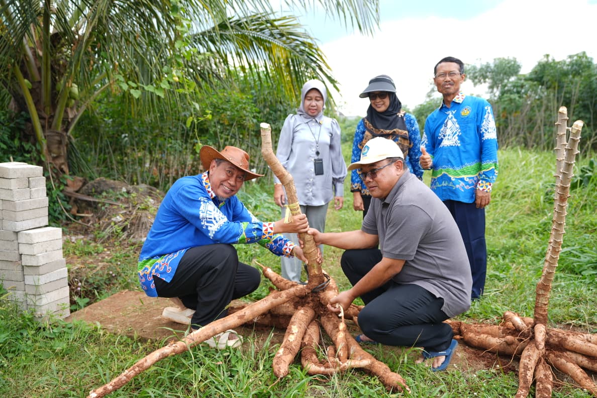 Unila Hasilkan Singkong Unggul dengan Inovasi Teknik Sambung Singkong Karet dan Garuda ...